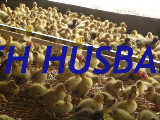 chicken breeding machine