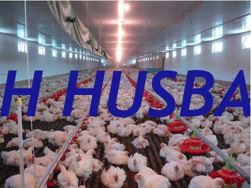 Auto Oil-burning Heating Machine for poultry