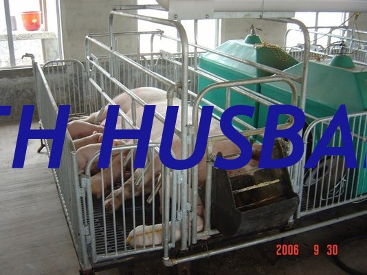 pig farrowing sty 