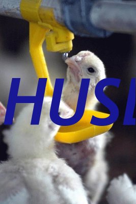 automatic chicken breeding drinkers