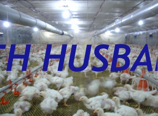 automatic animal chicken breeding feeders
