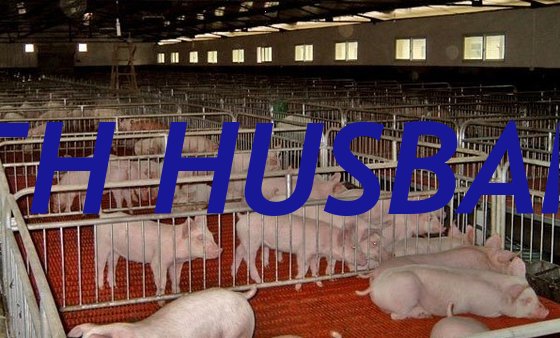International Brand Of RderCorpPig Equipment - RderCorp North Husbandry.