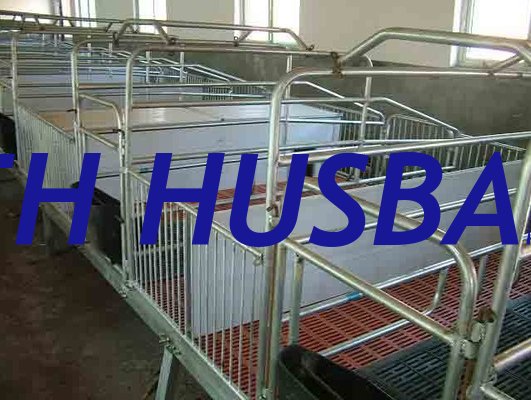 High quality E type galvanized pipe farrowing crates