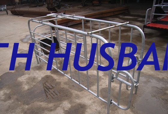Galvanized pipe sows use gestation crates