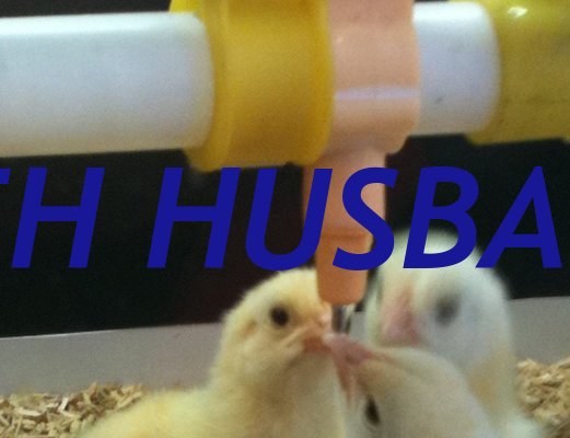 Poultry Equipment , Stockbreeding Machine , Poultry cellulose Cooling Pad NorthHusbandry