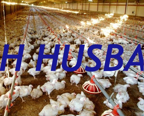 WorldPoultry - Night time cooling pad operation during extremely hot