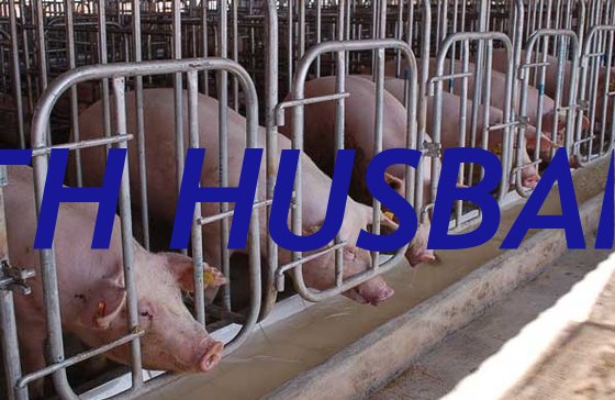 Agro Animal Show International exhibition of animal husbandry - - NorthHusbandry Machinery