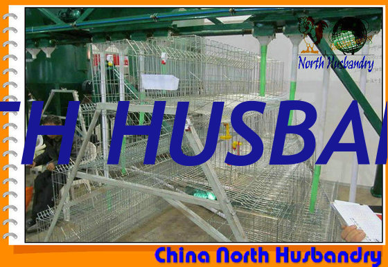 Poultry production | Egg production in poultry cages | Big Dutchman