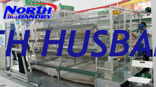 stabilized good elasticity chicken poultry house equipment for hens
