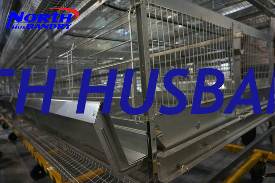 80 dollars stock free sample free courier poultry layer chicken cage for sale