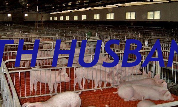 International Brand Of RderCorpPig Equipment - RderCorp North Husbandry.