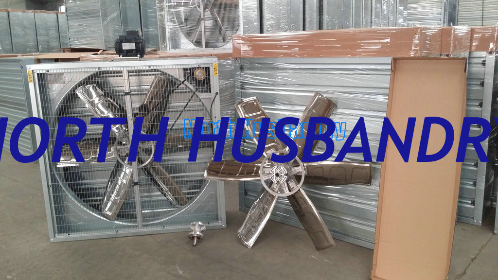 Chuẩn Bị Điều Kiện Trước Khi Nuôi Gà Công Nghiệp Lông