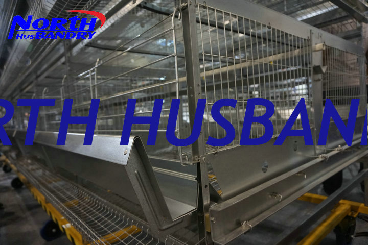 80 dollars stock free sample free courier poultry layer chicken cage for sale