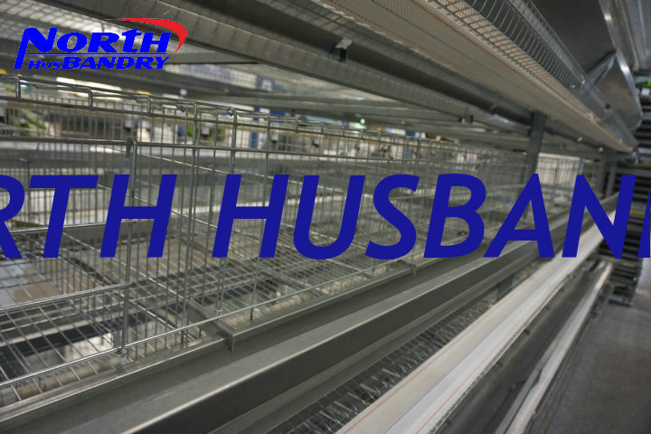 Popular Supplier 4-tier hot-dipped design poultry layer chicken cages in Cameroon