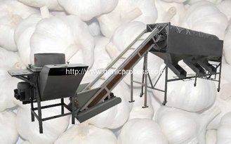 China Automatic Garlic Separating and Grading Machine supplier
