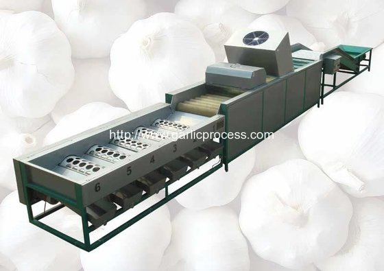 Automatic Garlic Sorting Machine with Brusher Cleaning Function supplier
