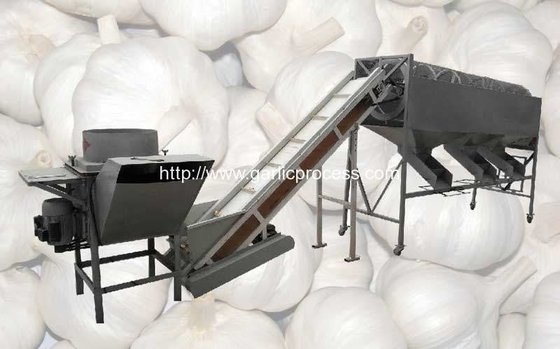 Automatic Garlic Separating and Grading Machine supplier