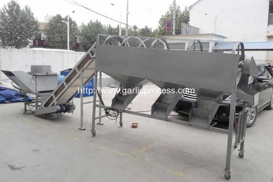 Automatic Garlic Separating and Grading Machine supplier