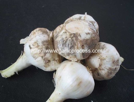 Automatic Discharging Fresh Garlic Root and Leaf Cutting Machine supplier