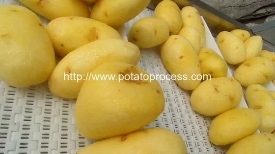 Brush Roller Type Potato Washing Peeling Machine supplier