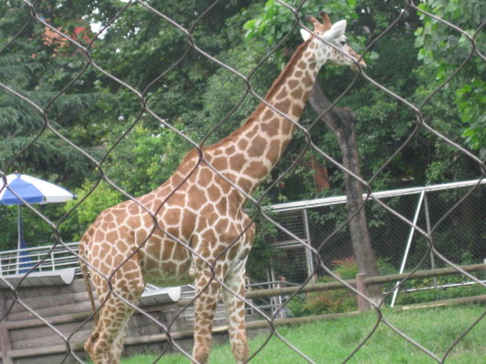 DEER ENCLOSURE MESH