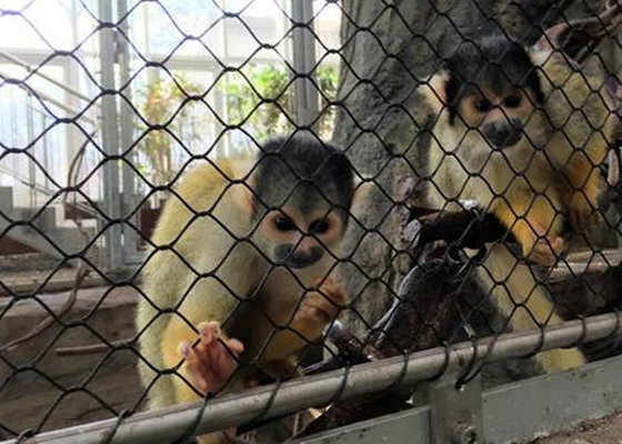 AVIARY MESH, BIRD NETTING MESH