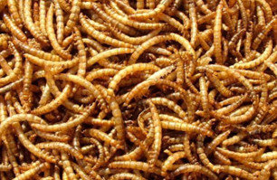 China Insect Microwave Dryer supplier
