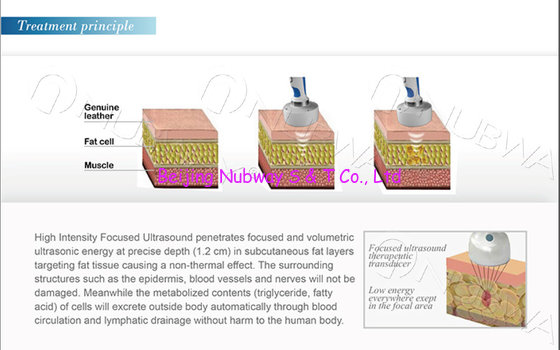 CE Approved HIFU Shape High Intensity Focused Ultrasound Body Shape Beauty Equipment Price