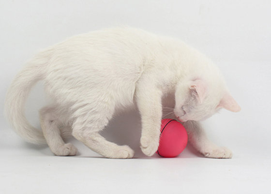 Eco Friendly Plastic ABS Rolling Cat Toy , White / Blue / Red Dog Toy Ball