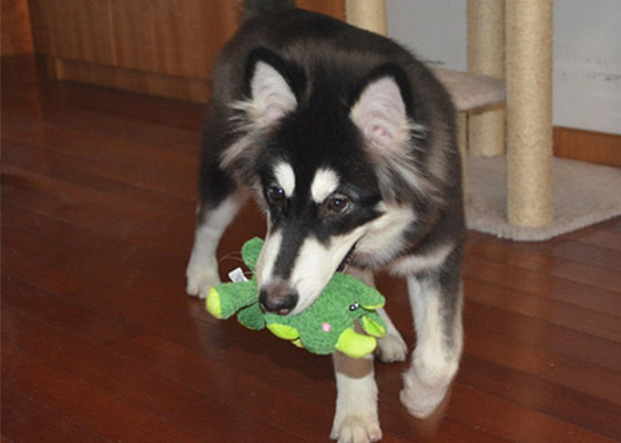 Plush Squeaky Dog Rope Toys Durable Internal Squeaker For Puppy Teething