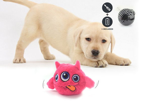 Non Toxic Dog Entertainment Toys , Indoor Plastic Material Pet Dog Toy