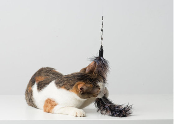 Odor Free Cat Feather Toys Retractable Wire Cat Toy With Cute Pendant / Bell