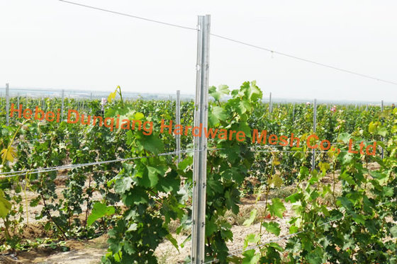 Galvanized Vineyard Metal Trellis Post