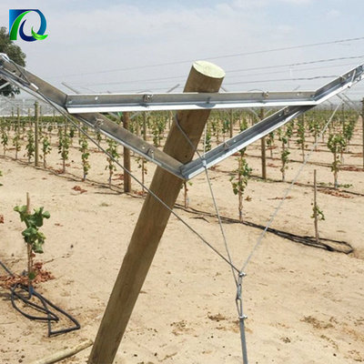 Table Grape Trellis Systems Open Gable Trellis