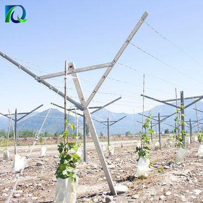 Table Grape Trellis Systems Open Gable Trellis