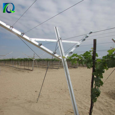 Table Grape Trellis Systems Open Gable Trellis