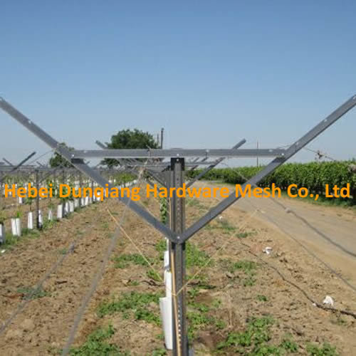 Hot Dipped Galvanized Y Type Vineyard Grape Post Trellis Column