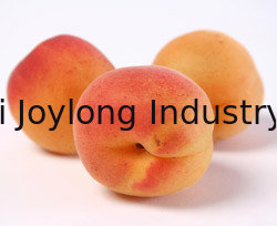 Fruit Processing Machine Fruit Washer / Multifunction Fresh Fruit Washing Machinery 1T - 10T / H