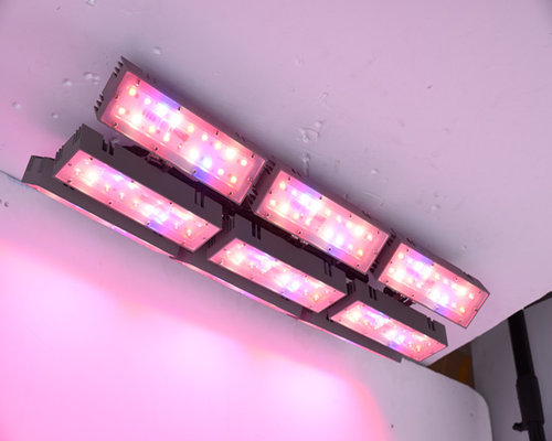 300W-400W led plant light  led plant led grow lgihts for LED horticulture lighting big power laser light  led