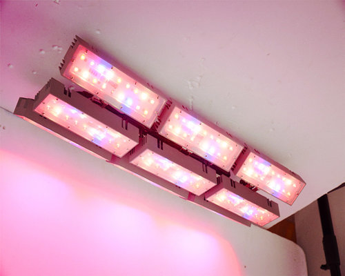 WH led grow light led plant grow lights led plant grow lgihts,LED horticulture lighting big power laser light,