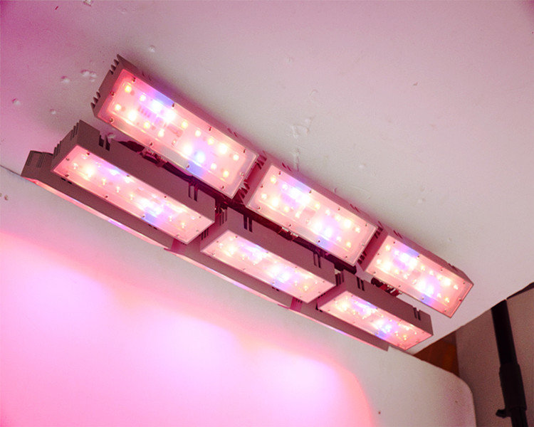 300Wled plant light  led plant led grow lgihts for LED horticulture lighting big power laser light  led
