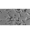 China Hydroxyapatite nano 4 supplier