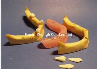 China Dental Tooth Implant Practice Model Mandible Gingiva Model Teaching Model supplier