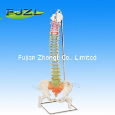 China Flexible Human Spine Model with Spinal Nerves, Pelvis, and Thigh – Anatomical Spine Column Model for Medical Study, Research, and Demonstration, 45 cm / 18 inches supplier
