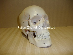 China Human Skull, 3 Parts (numbered) supplier