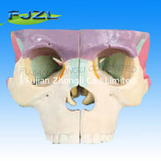 China osseous color model of human skull( plastic pvc) supplier