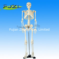 China 85cm Medical Plastic Human Skeleton Model for Medical Demonstrations supplier
