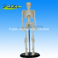 China Mini skeleton 42CM tall supplier