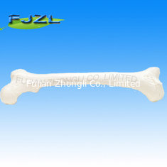 China human Femur model, left supplier