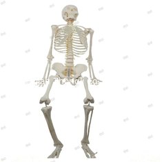 China Adult Male Skeleton Model with Spinal Nerves and Carotid Arteries – Full-Body Human Skeleton Teaching Equipment supplier